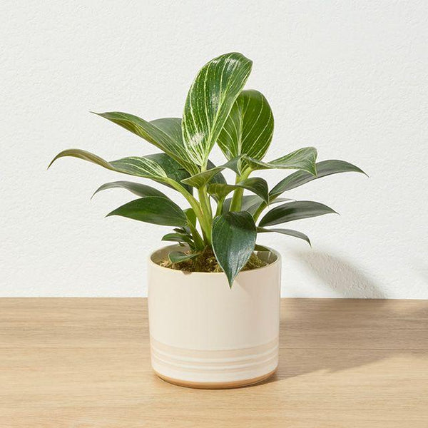 Welcome Home | Modern Variegated Indoor Plant Gift – Black Petals